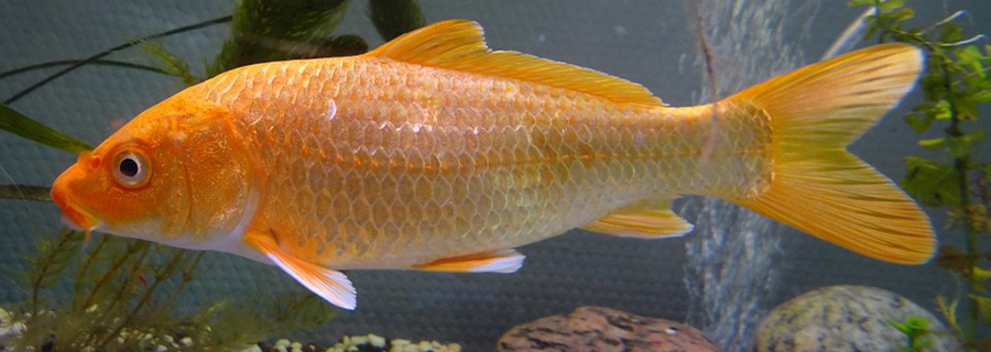 Wet and wild: Aquatic animal anesthesia basics - VetBloom