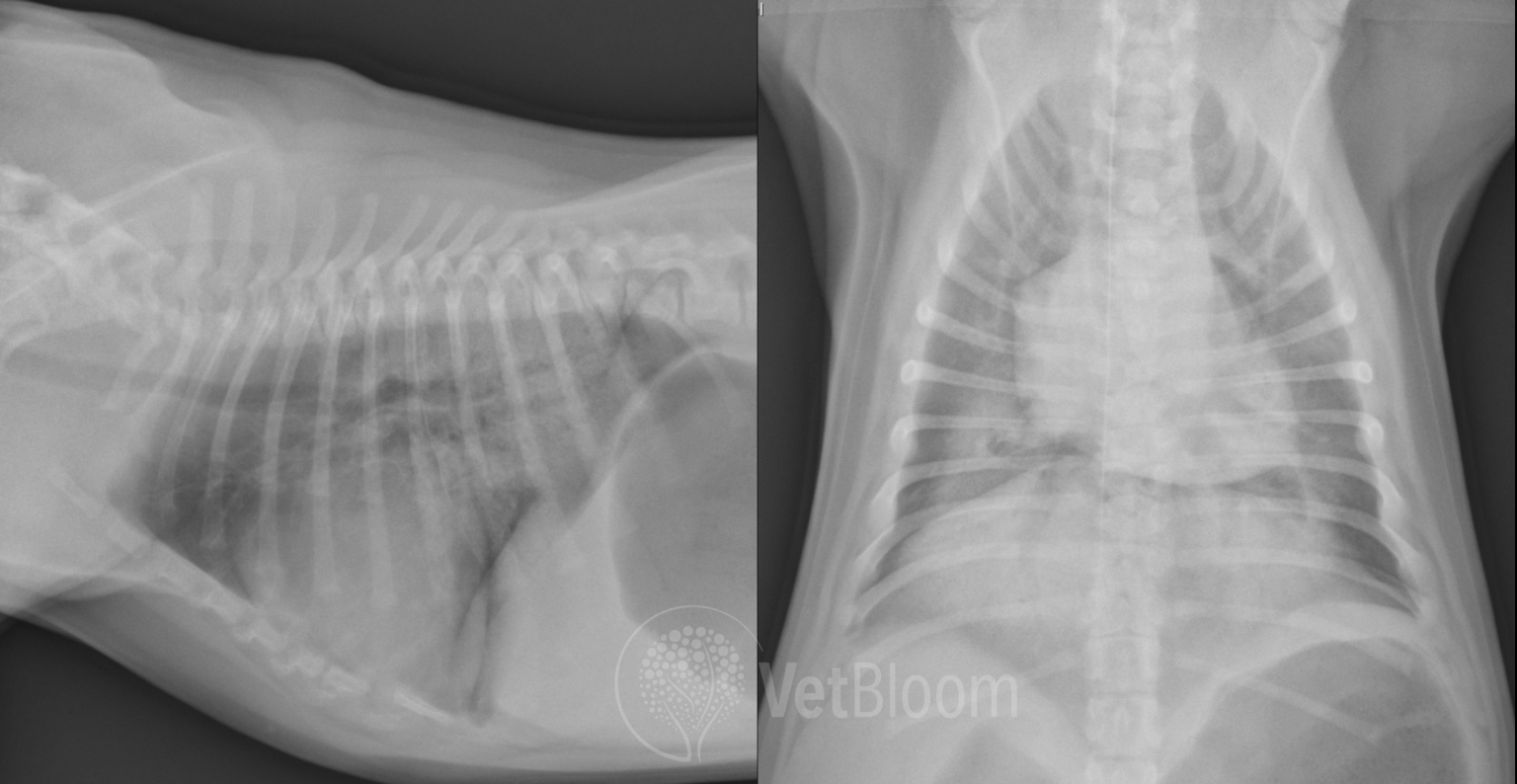 The shocking truth about non-cardiogenic pulmonary edema - VetBloom