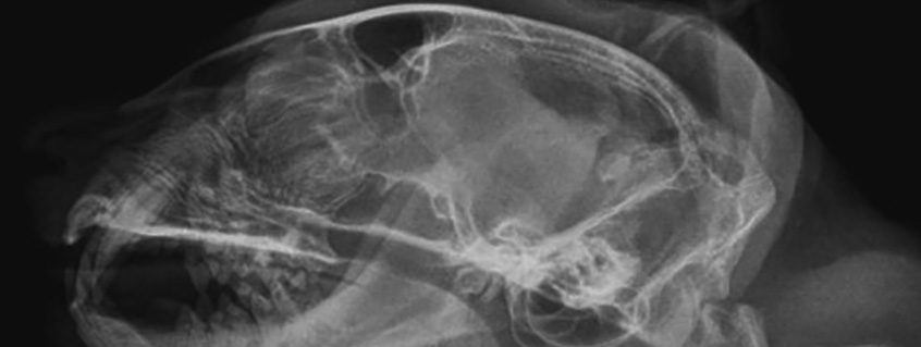 Feline head imaging: Continuity with practitioner and radiology - VetBloom
