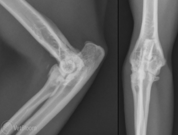 Cranky kitties: Diagnosis and management of feline osteoarthritis ...