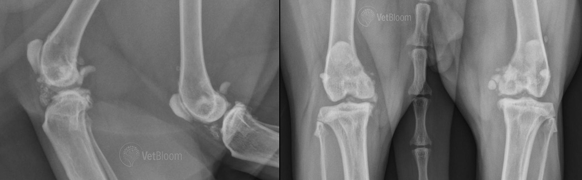 Cranky kitties: Diagnosis and management of feline osteoarthritis ...