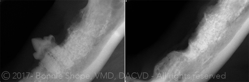 Tooth resorption in dogs and cats - VetBloom