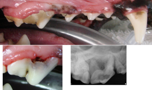 Tooth resorption in dogs and cats - VetBloom