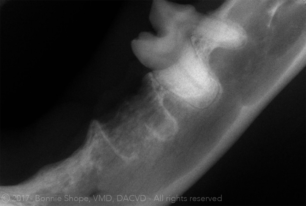 Tooth resorption in dogs and cats - VetBloom