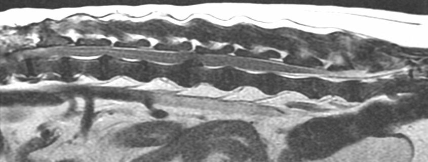 I’ve got your back: Diagnosis and management of IVDD - VetBloom