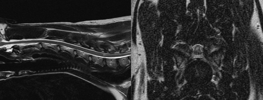 Cervical spondylomyelopathy - VetBloom