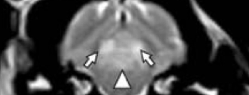 Thiamine deficiency - VetBloom