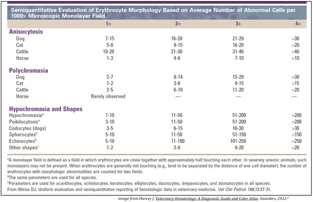 Erythrocyte morphology: Getting the most from your blood smear - VetBloom
